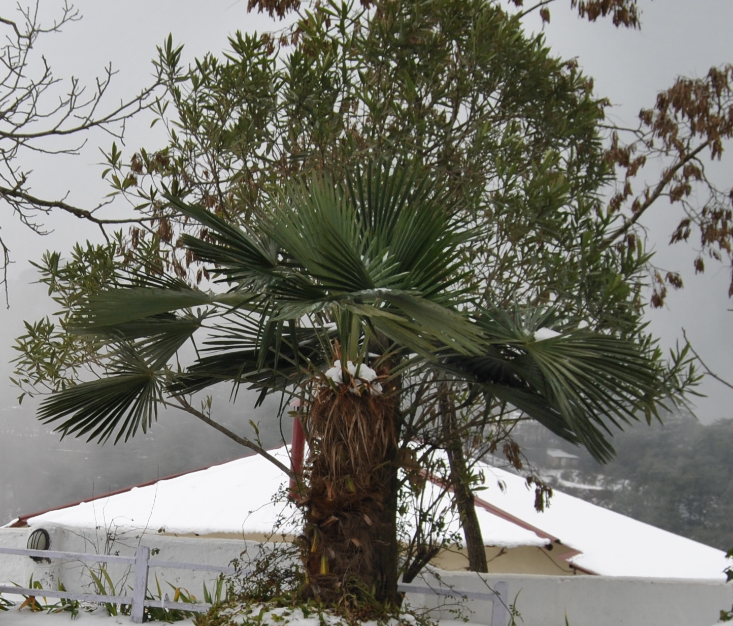 Under A Himalayan Palm | Garhwal Post