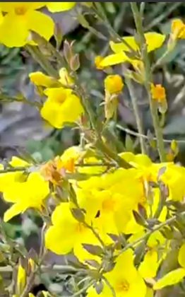 FYONLI THE DIVINE FLOWER OF UTTARAKHAND | Garhwal Post
