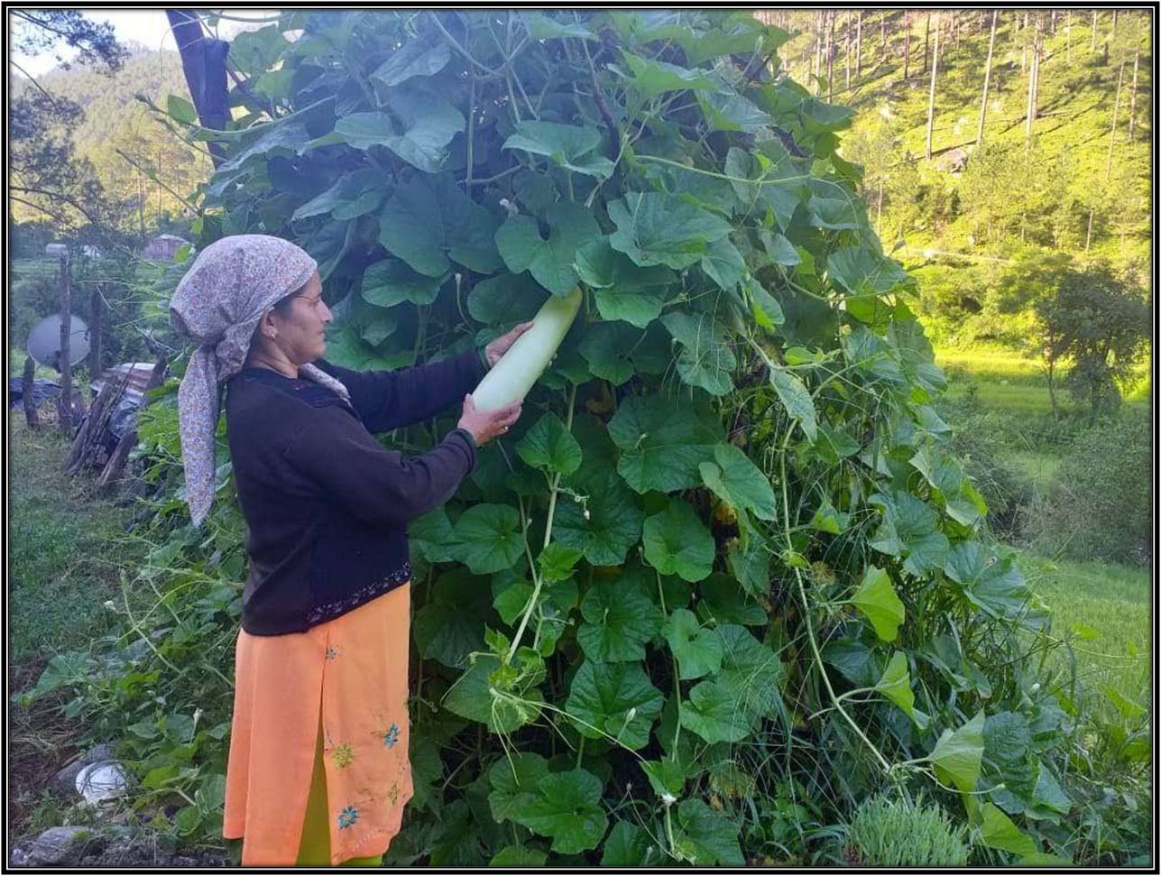 Community Seed Bank Campaign transforms lives in Hills | Garhwal Post