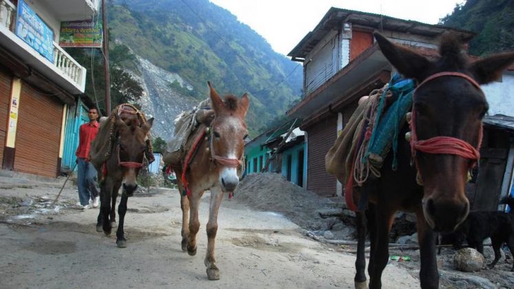 Horse-mule waste piles up along Kedarnath route despite Govt funded ...
